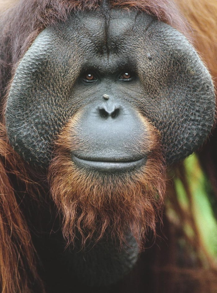 "The hairy Houdini" Orangutan named Ken Allen gained worldwide ...