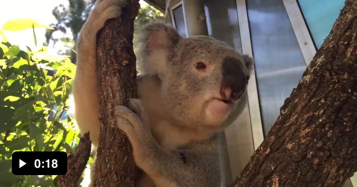 So, apparently, this is what a Koala sounds like. - 9GAG