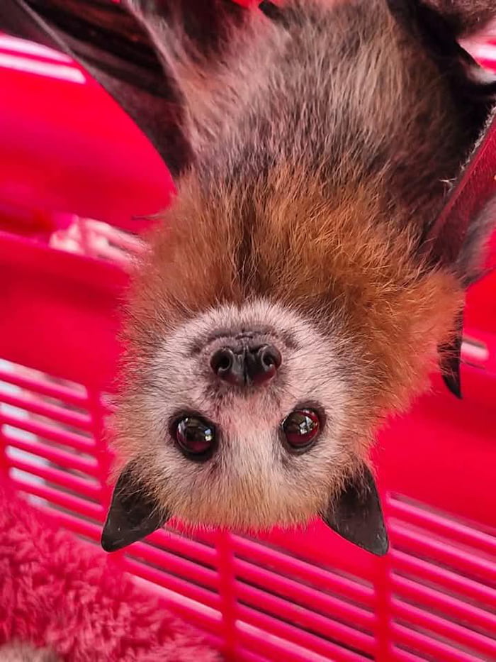 Australias Grey-headed Flying Fox. - 9GAG