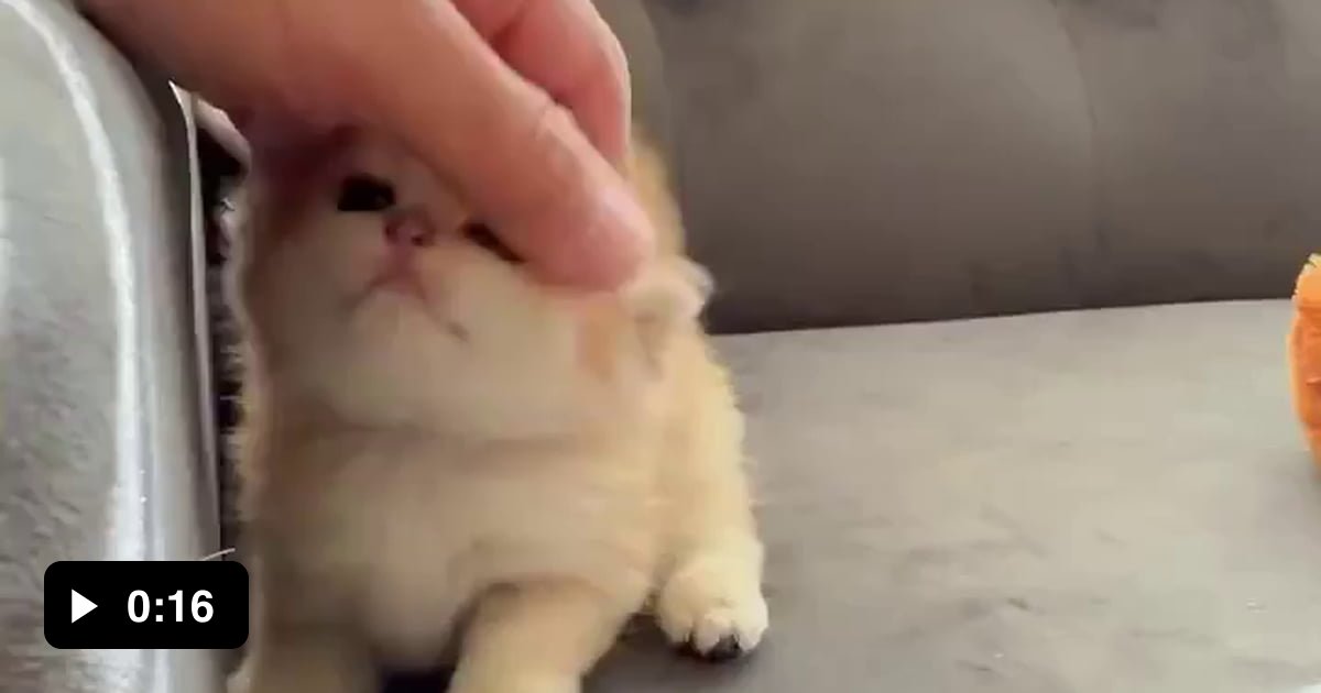 Demanding smol - 9GAG