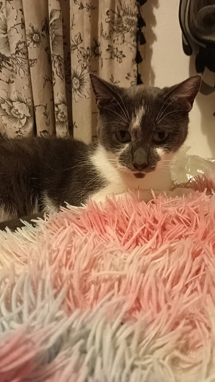 This is Mochi. Was abandoned or grew up half feral. It took a few weeks to catch her. Spent ...