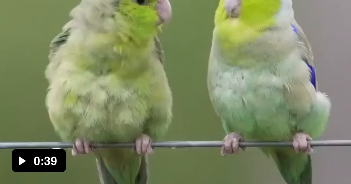 Pacific Parrotlets, display affectionate behavior by preening each ...
