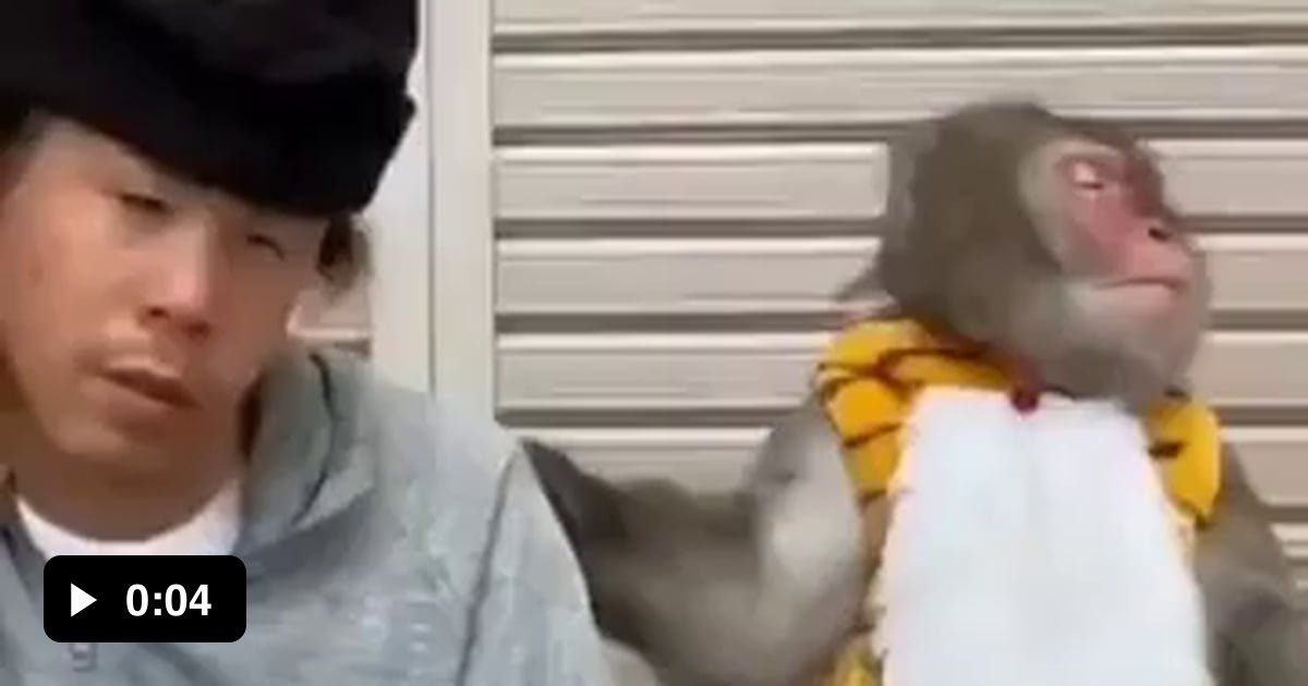 Shock the monkey - 9GAG