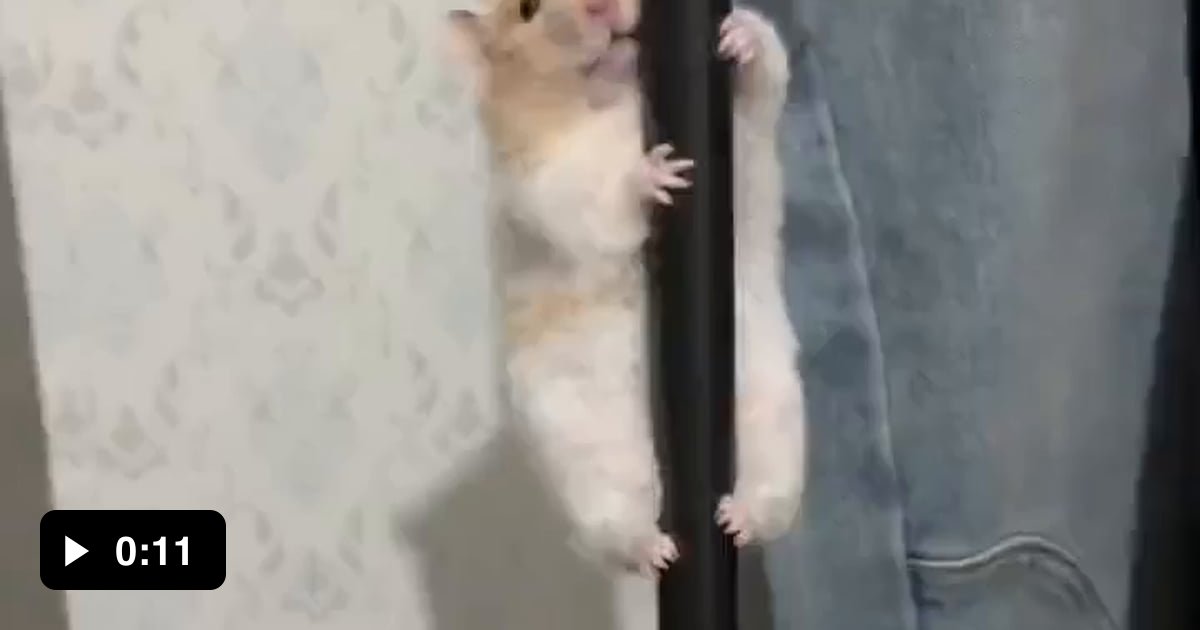 What program are you competing to win? Trying very hard. - 9GAG