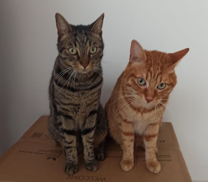 Sherlock and Watson... Joining the cat club - 9GAG