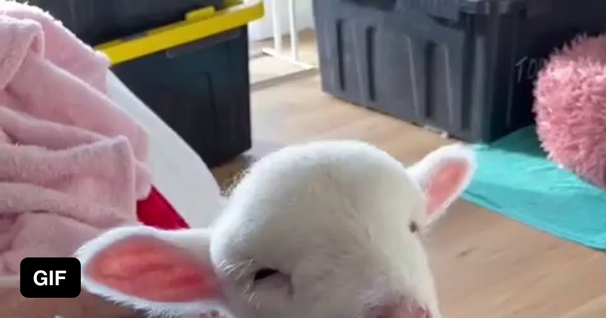 Snuggly Lap Lamb - 9GAG