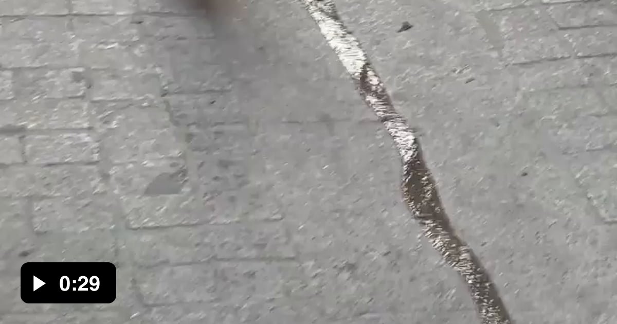 Hero cat doing her best to stop the flood - 9GAG