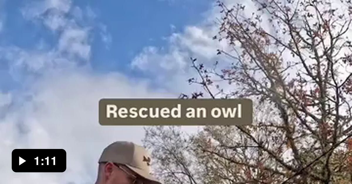 Man rescues owl trapped in a fence with a badly injured wing - 9GAG