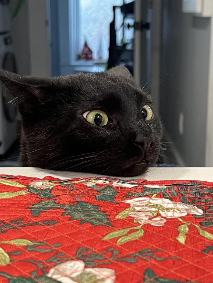 Real life Toothless 👀 - 9GAG