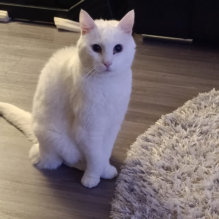 Korrekti Cato asking for food, again - 9GAG