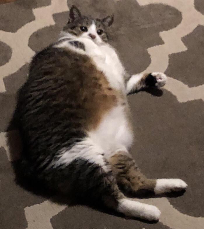 Of a Manx Cat - 9GAG