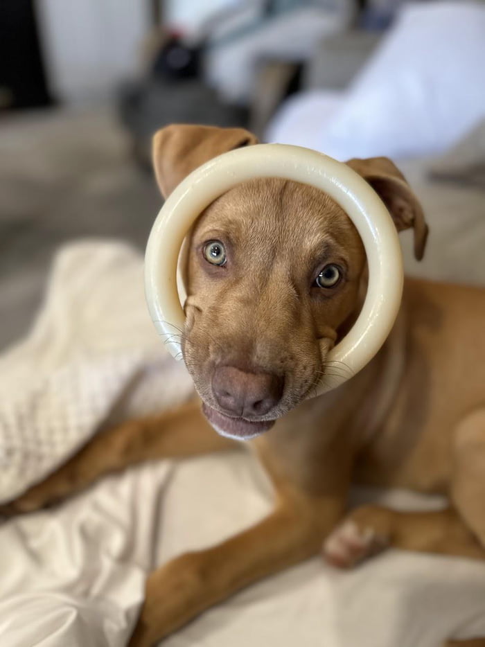 A 10, but he holds his chew like this... - 9GAG