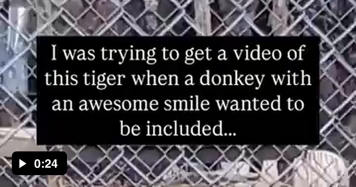 This donkey is loving life 🫏 -- espieee_ - 9GAG