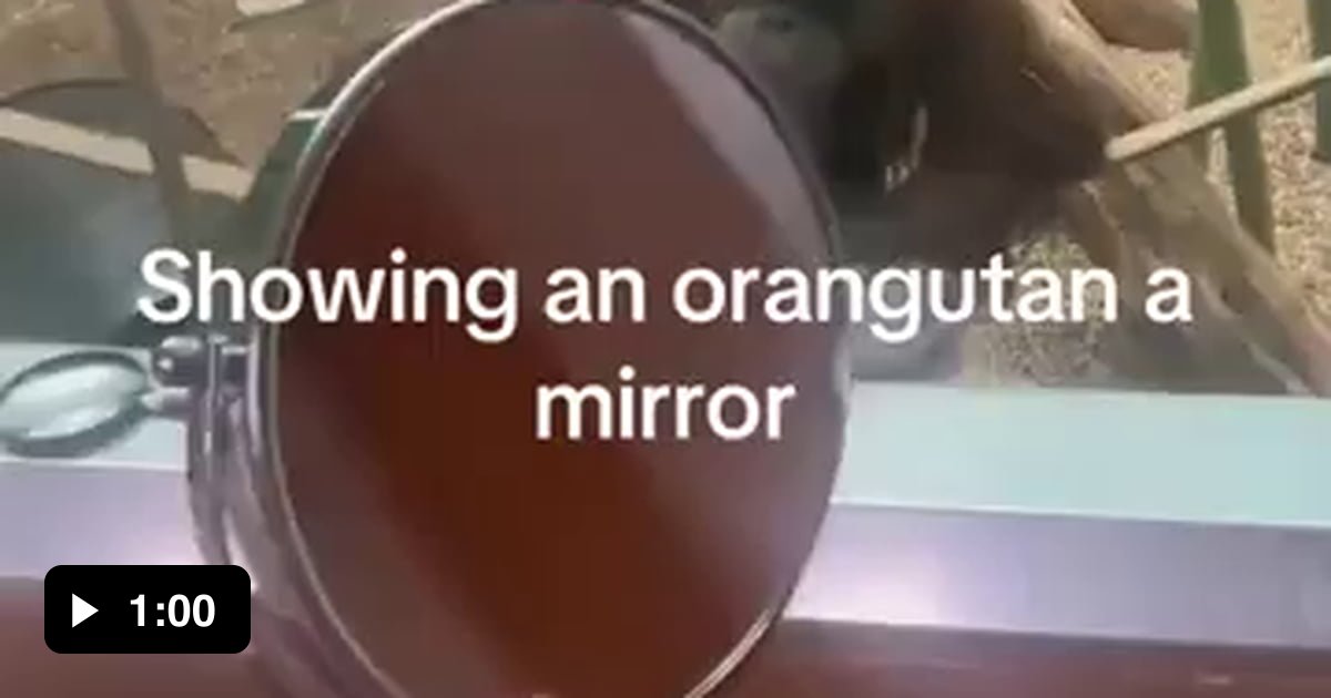 Amber the orangutan makes funny faces in the mirror. - 9GAG