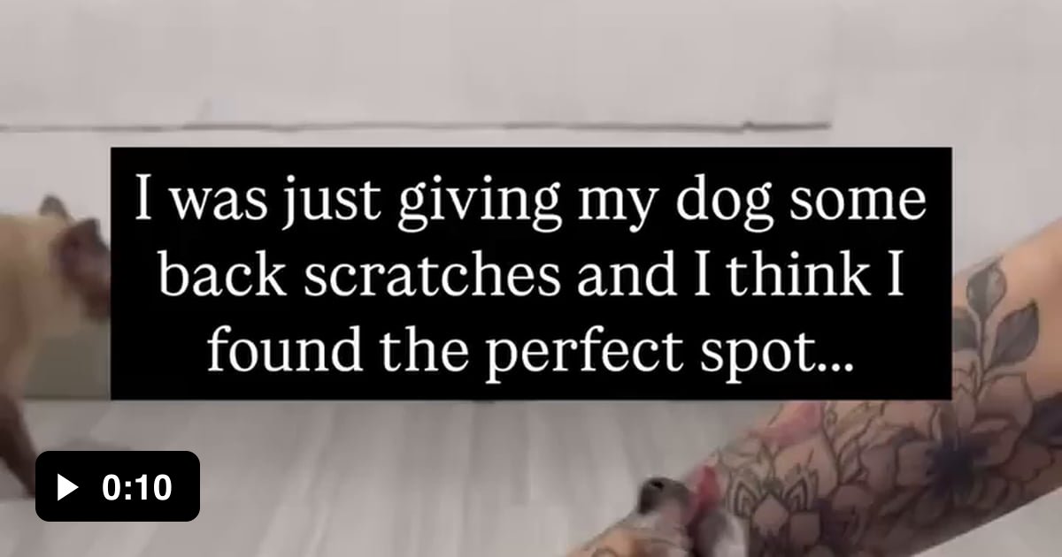 Dog.exe has entered breakdance mode, tickle sensor engaged. - 9GAG