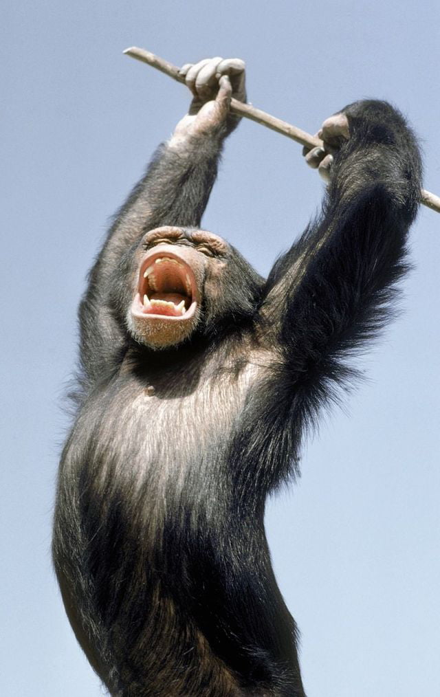 Stock greift Affen an - 9GAG