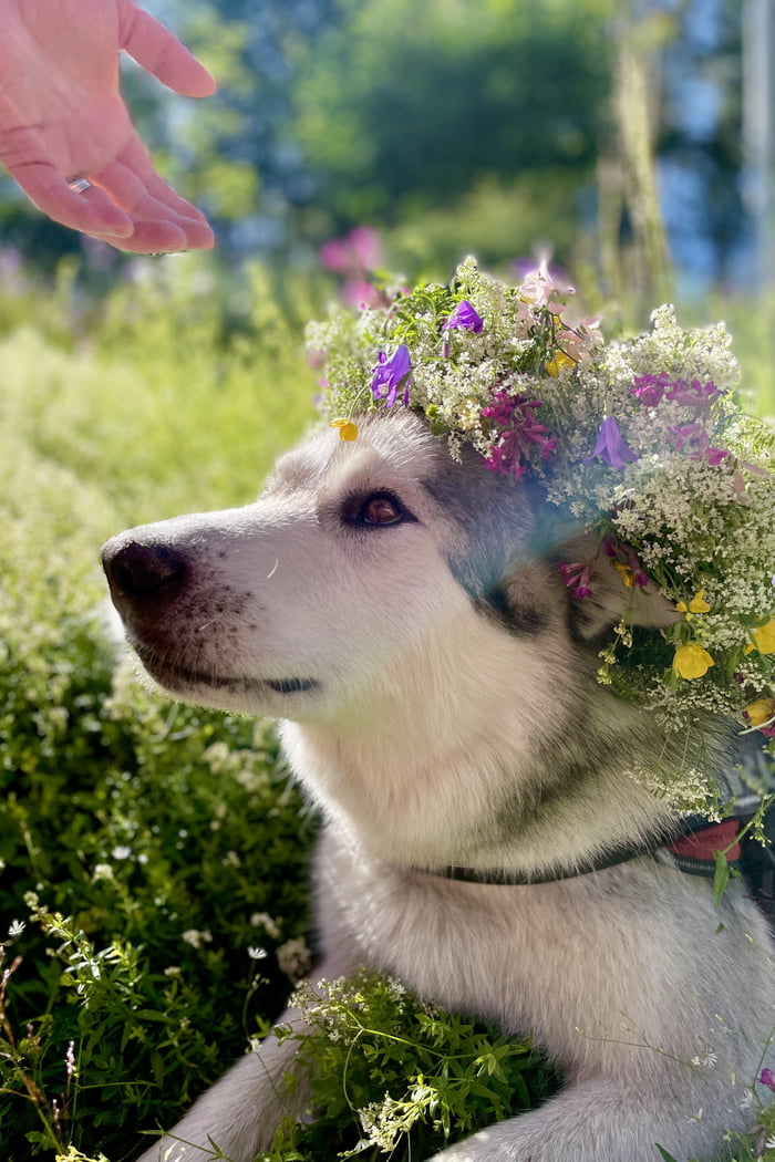 Midsummer paws - 9GAG