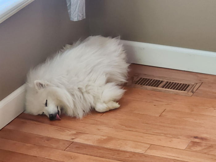 Blizzard cooling off after a long walk - 9GAG