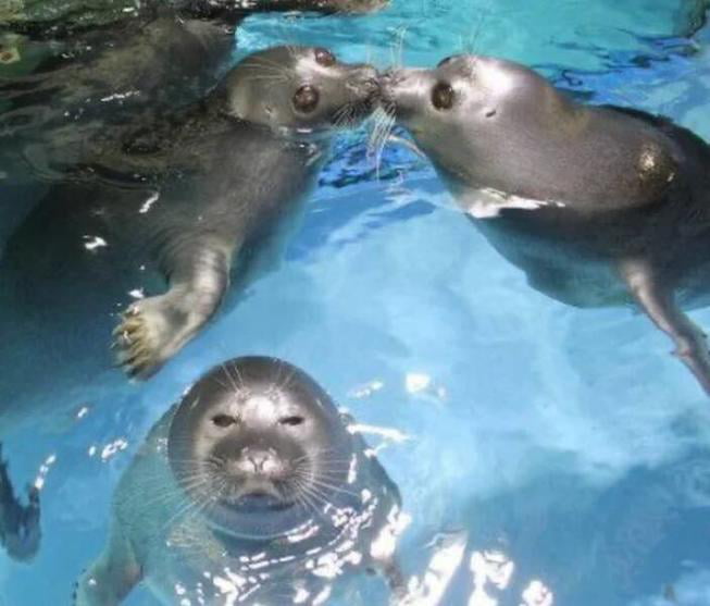 Feeling like the third seal - 9GAG