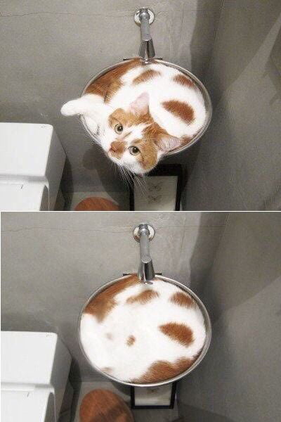 Cats are liquid - 9GAG