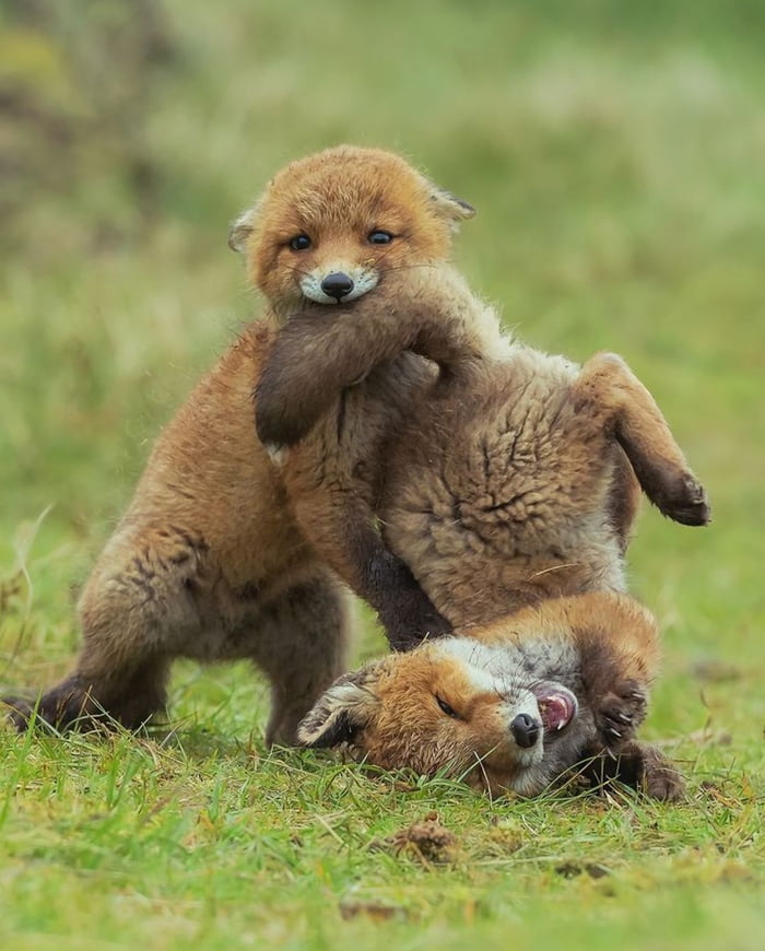 Fox kits have a playful phase that lasts until they're about 4 to 6 ...