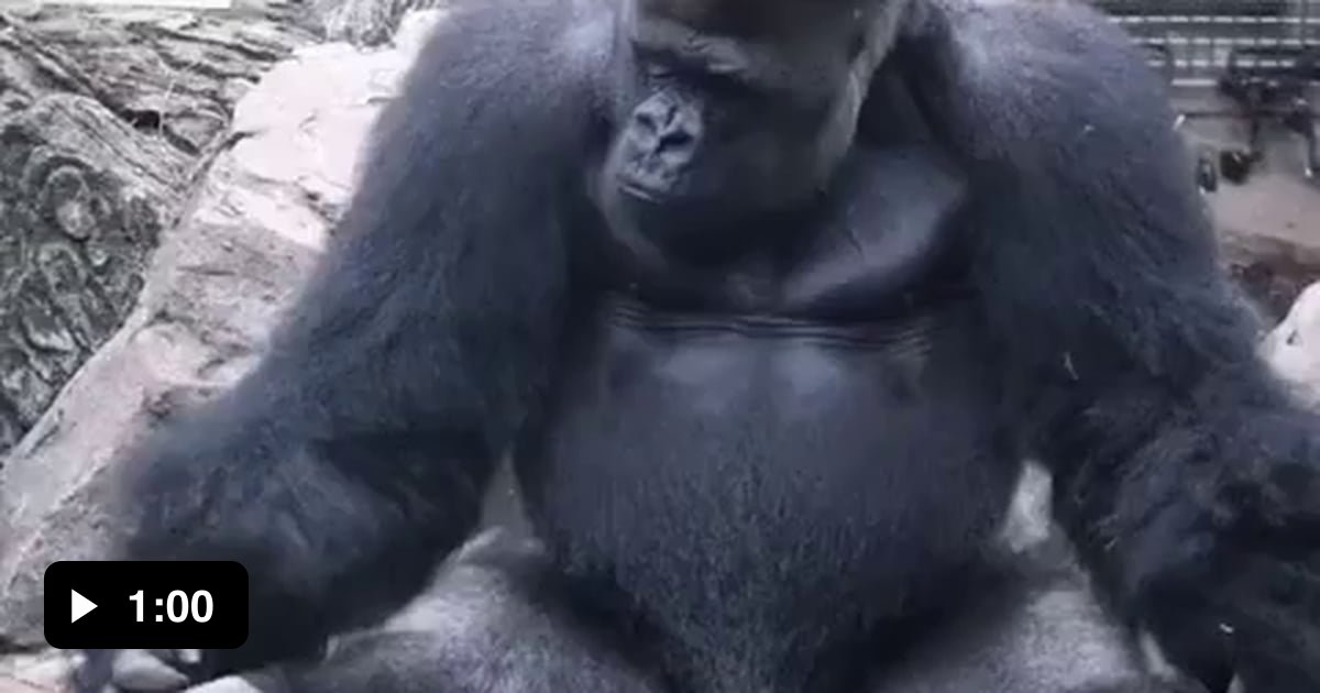 This Gorilla dad loves spending time with his kids, but his missus doesn't allow it when they're ...