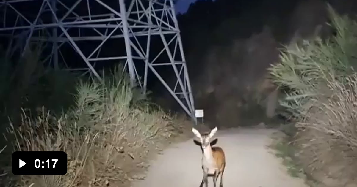 Like a random encounter in an open world game - 9GAG