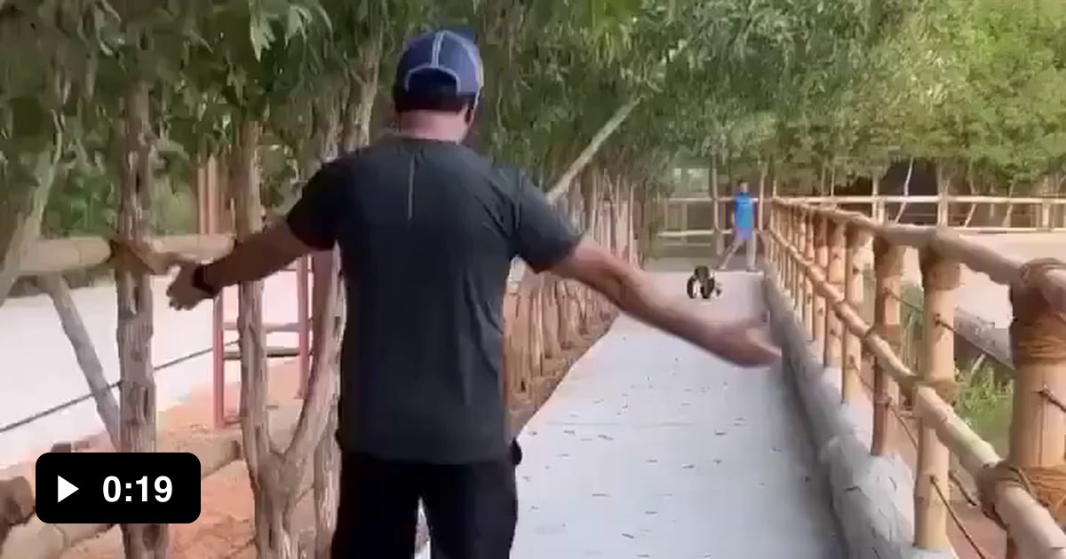 Baby chimp's reaction to seeing its caretaker after a long time.. 🥺 - 9GAG