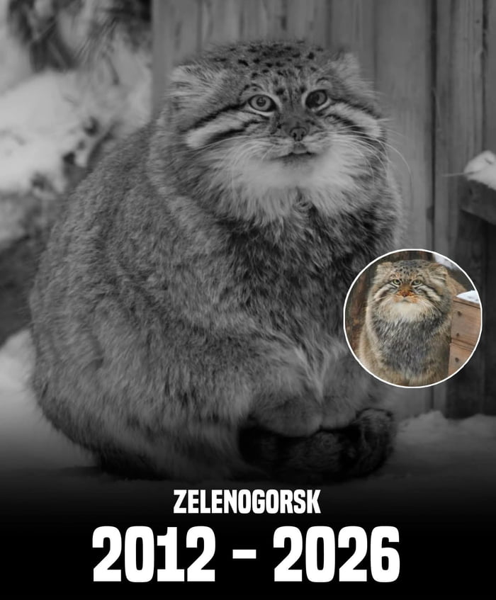 He fathered 35 kittens though. RIP you grumpy old man. - 9GAG