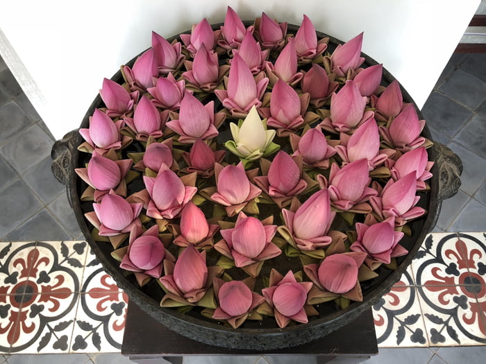 Hand folded lotus flowers - 9GAG