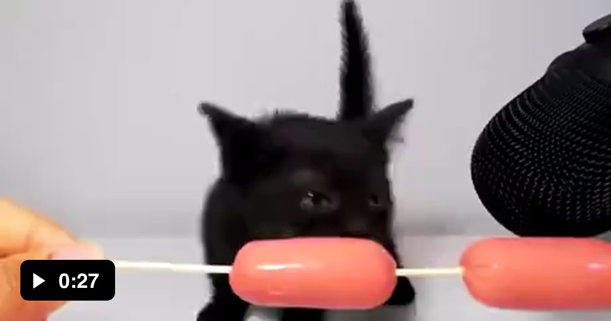 Cat goes prrr...rrr...rrr... - 9GAG