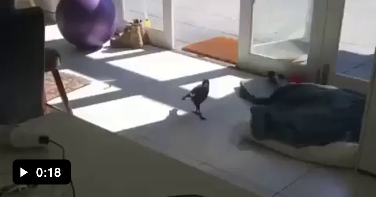 Magpie comes into house to poop - 9GAG