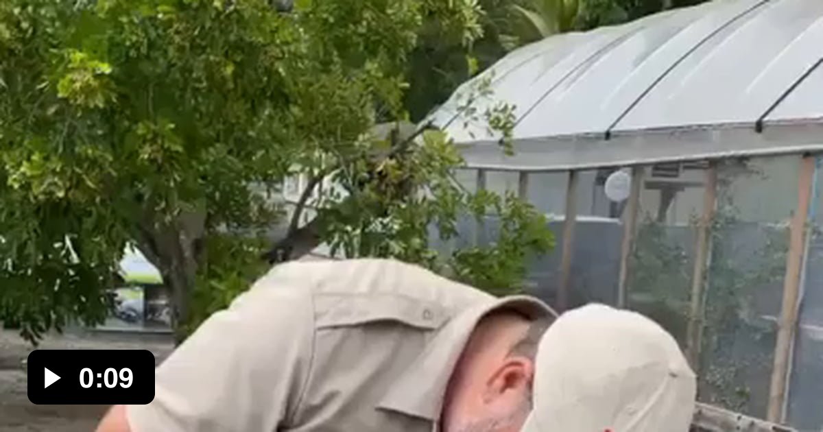 Giant tortoise high fives are the best high fives - 9GAG