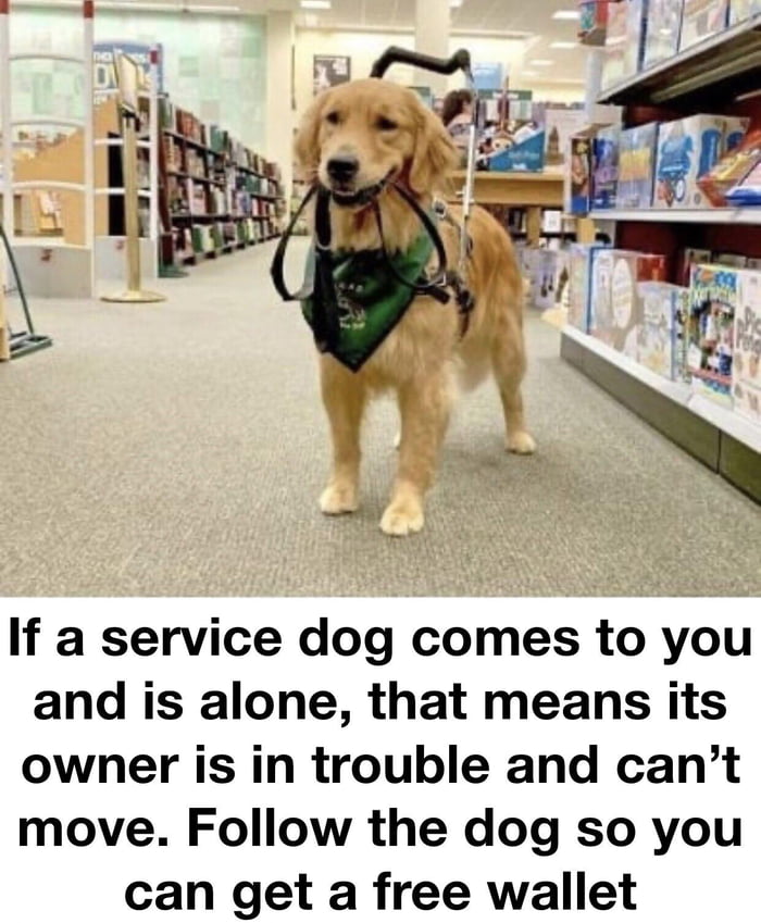 Service dog giving ‘you’ a service - 9GAG