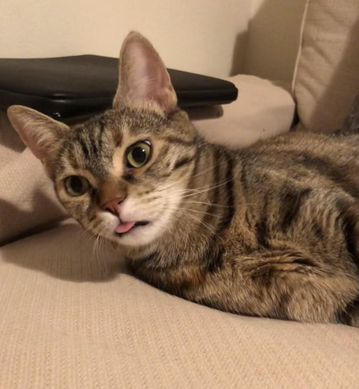 Blep - 9GAG
