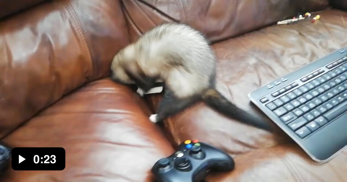 Money-hungry weasel... - 9GAG