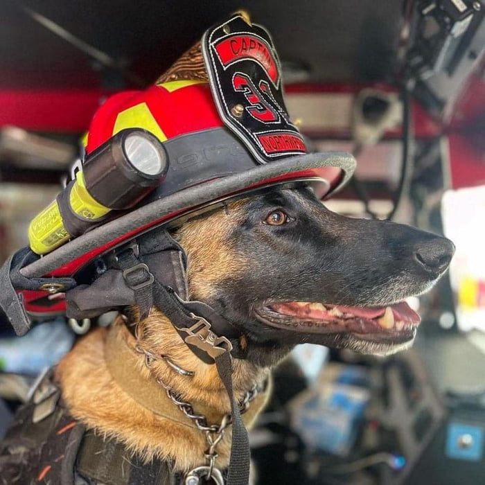 Firefighter dogs are pretty cool looking - 9GAG