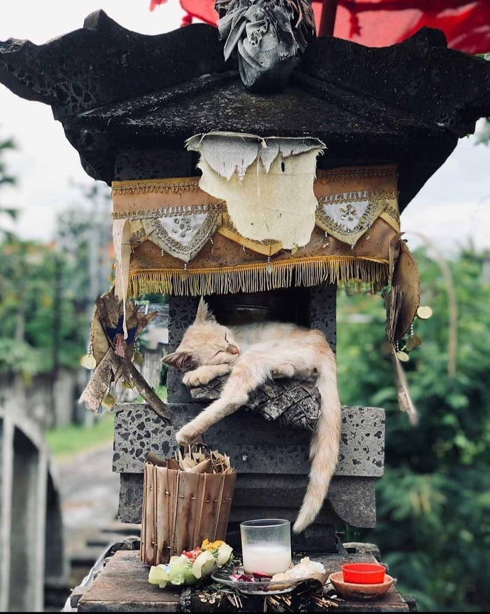 Cat sleeping in small shrine - 9GAG