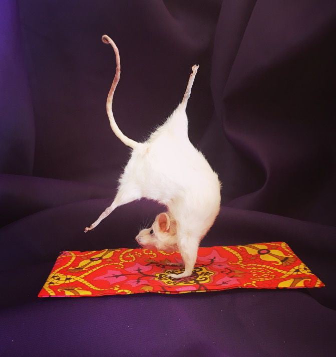 Rat Yoga - 9GAG