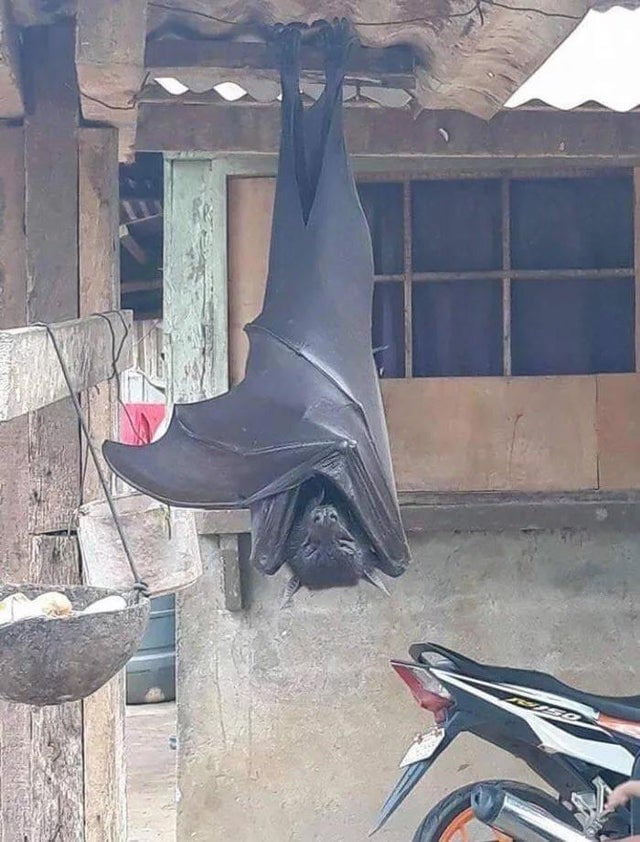 This fruit bat taking a nap. Jesus christ - 9GAG