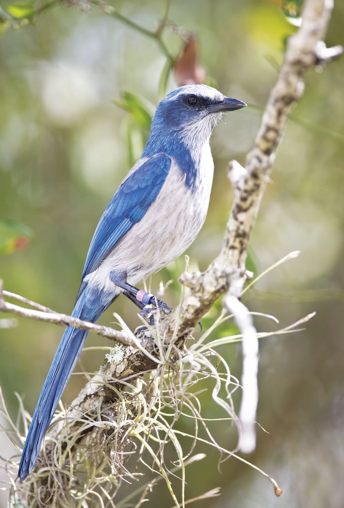 A Florida Scrub Jay - 9GAG