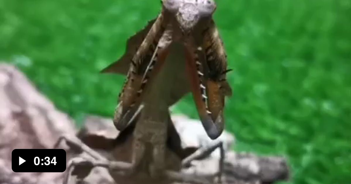 Dead leaf mantis (Daroplatys lobata) - 9GAG