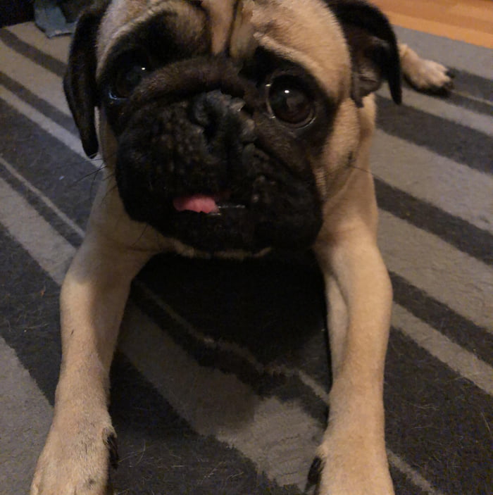 Pug + panoramic photo = mistake - 9GAG