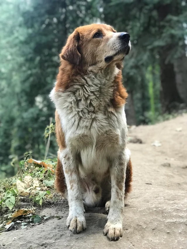 A Himalayan Sheepdog who guided us for 7 miles on a trek... It’s almost ...
