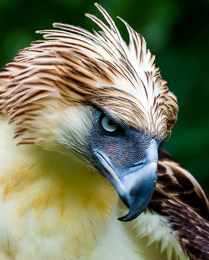 Philippine Eagle looking mad - 9GAG