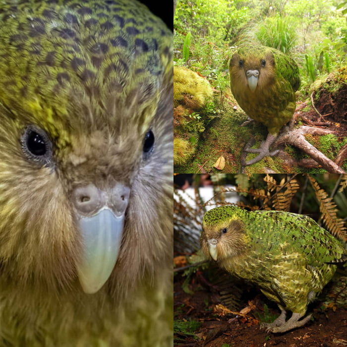 This is the Kakapo, also known as owl parrot, this flightless bird is ...