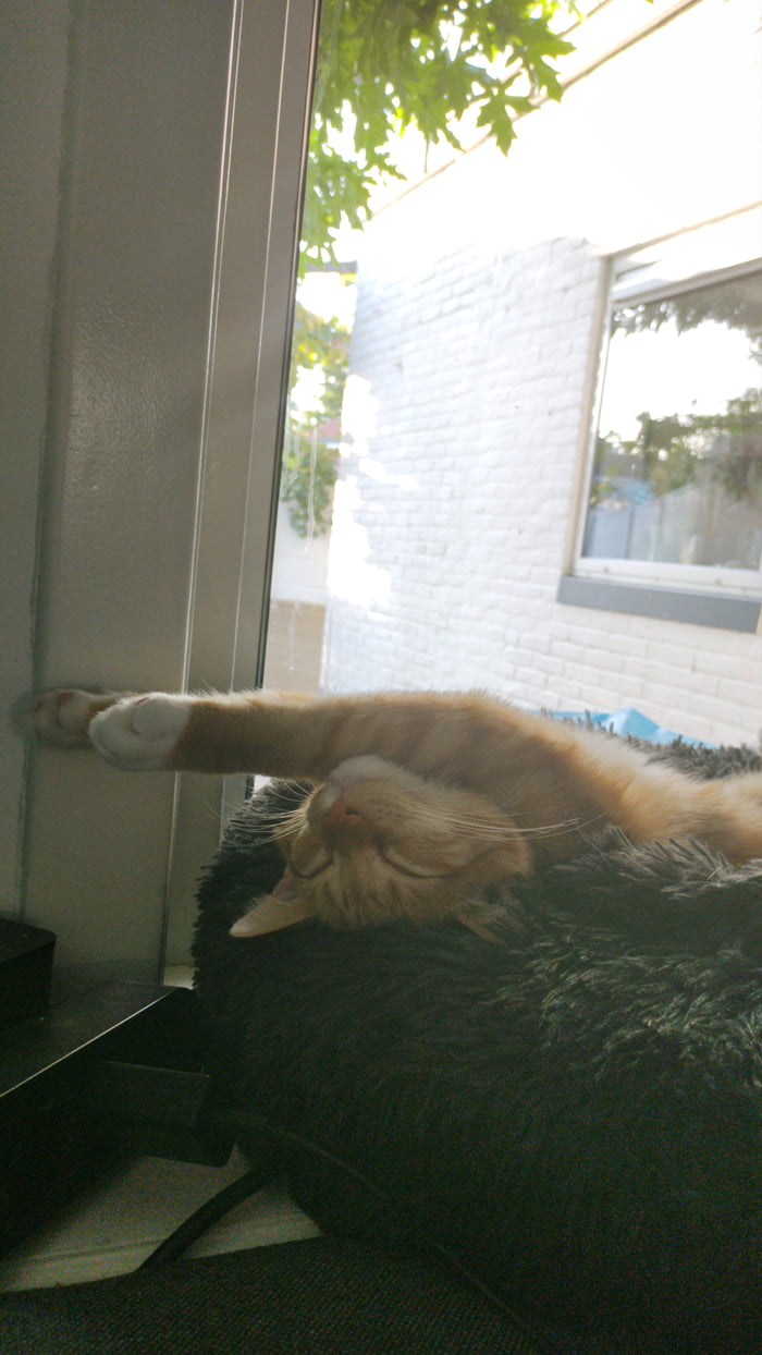 Apparently this is the optimal sleeping position - 9GAG