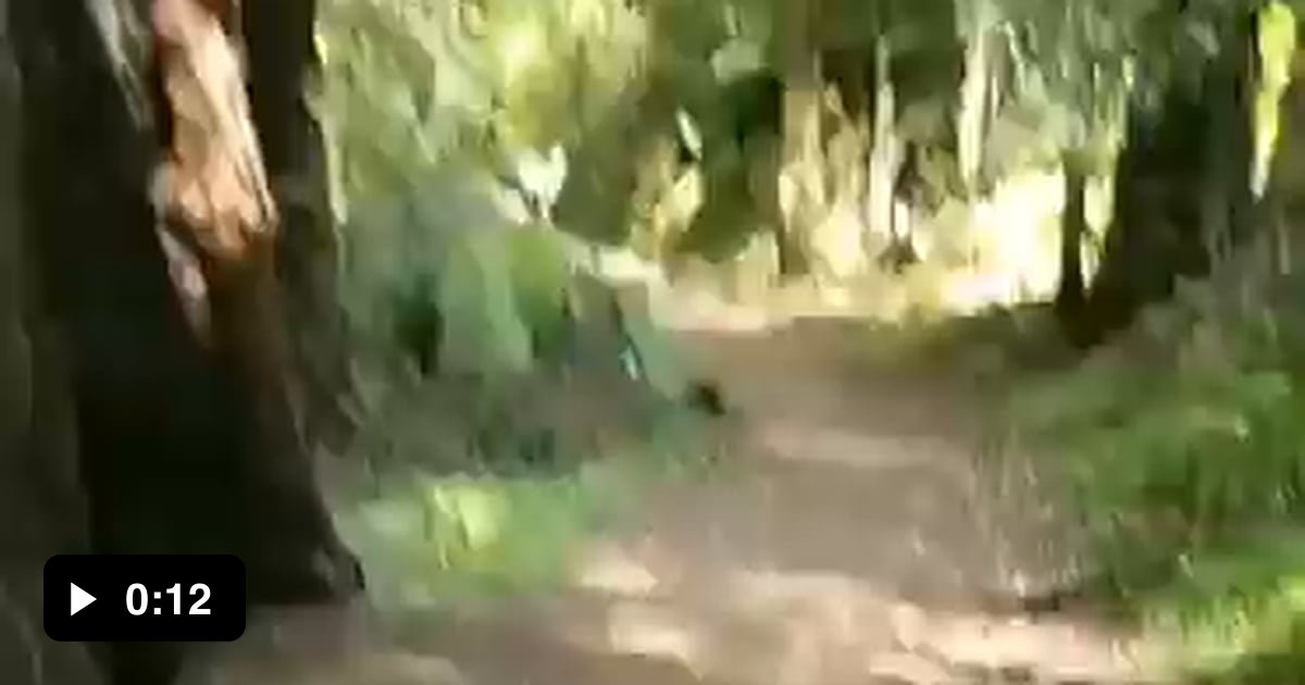 They're in the trees - 9GAG