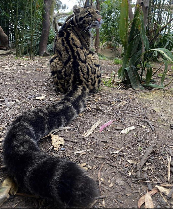 Clouded Leopard - 9GAG
