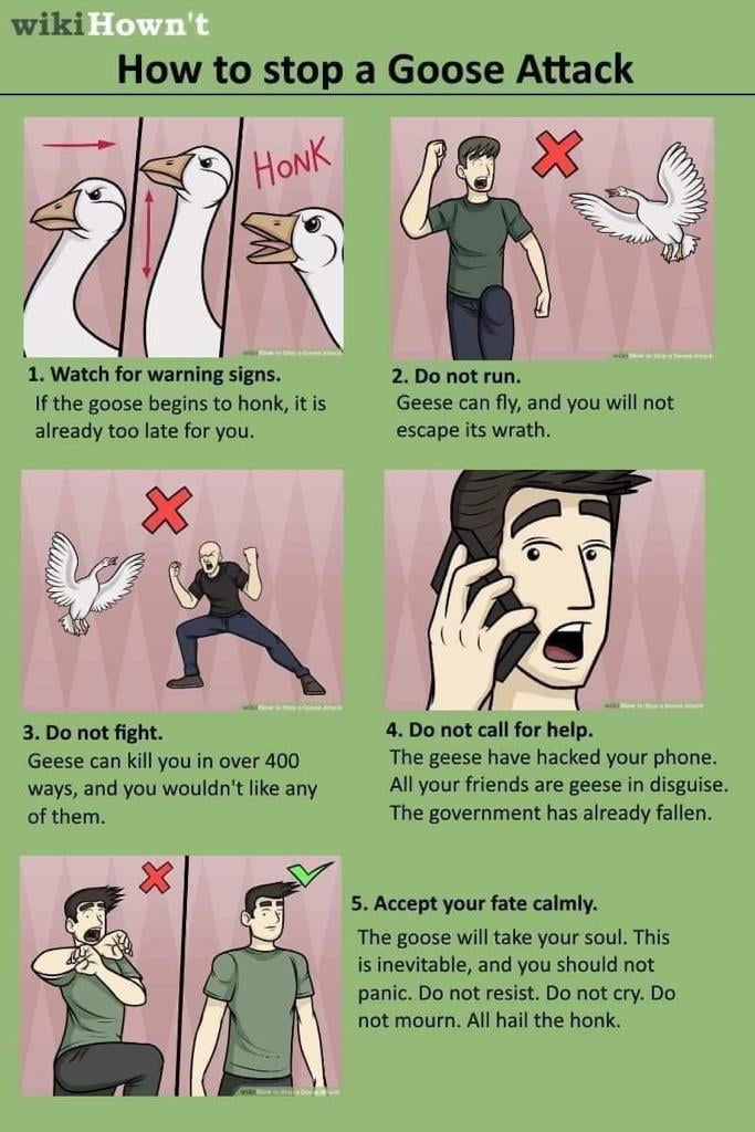 All hail the honk! - 9GAG